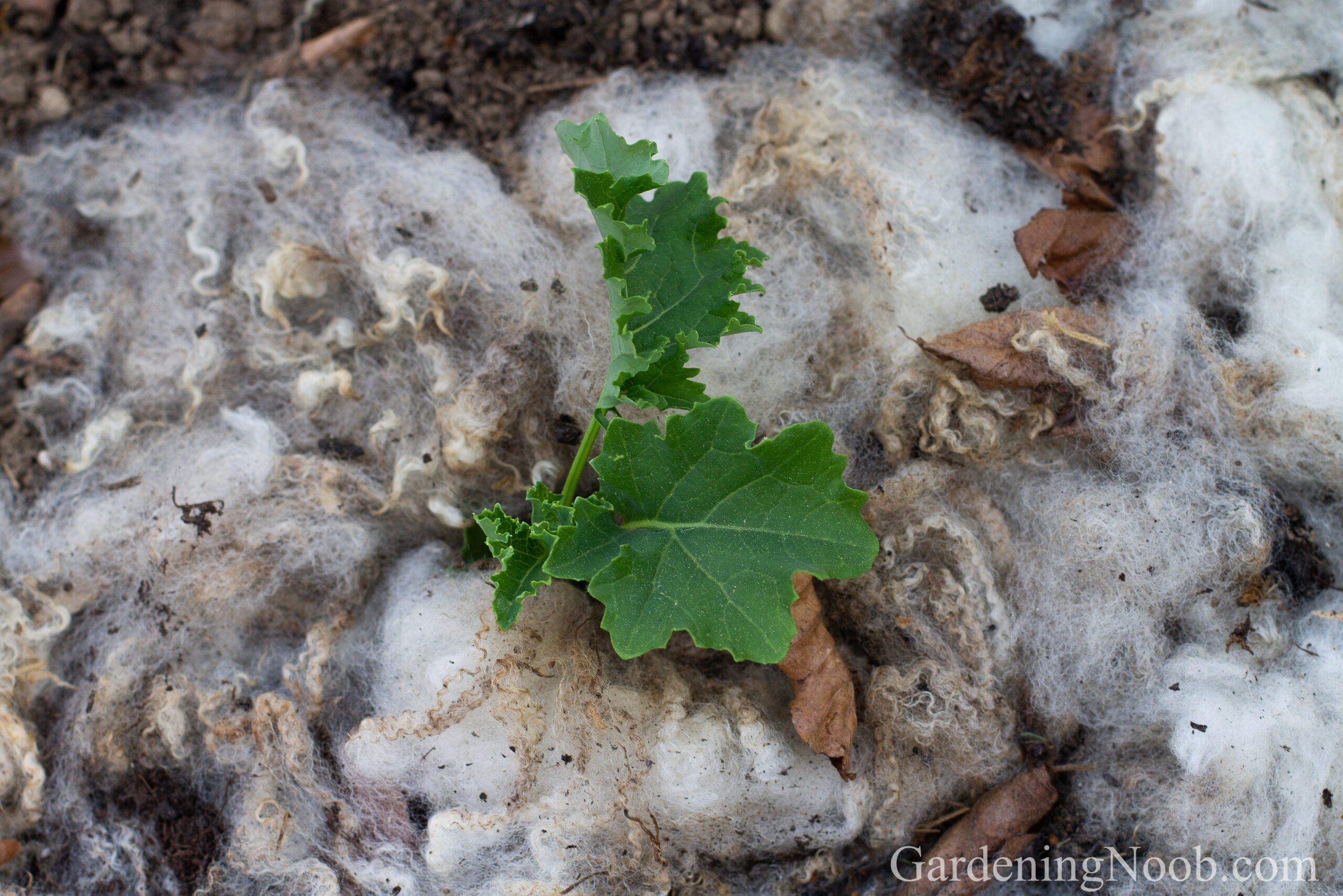 Does sheep wool work in vegetable gardening?