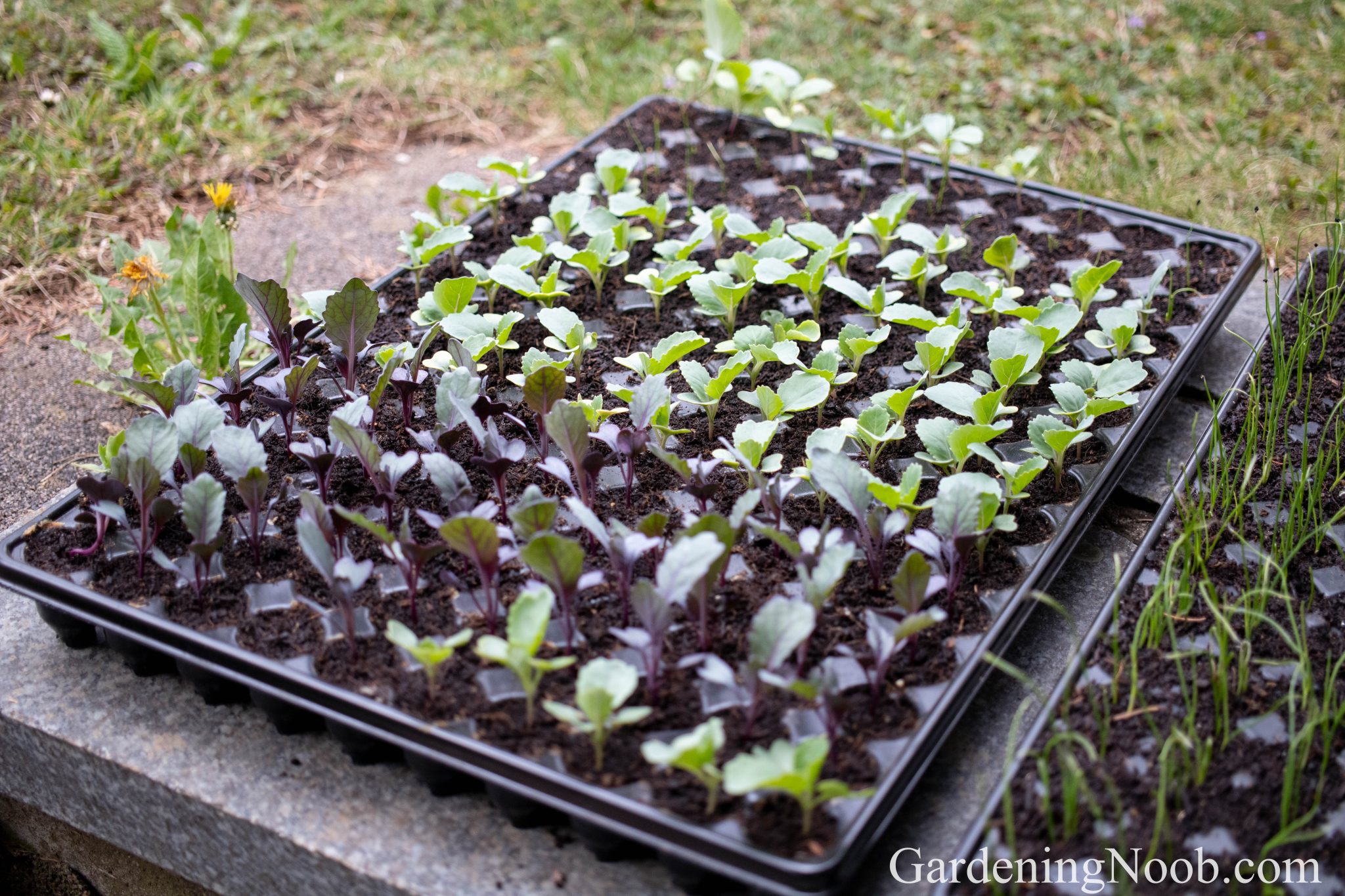How To Germinate Vegetable Seeds In Wet Paper Towel