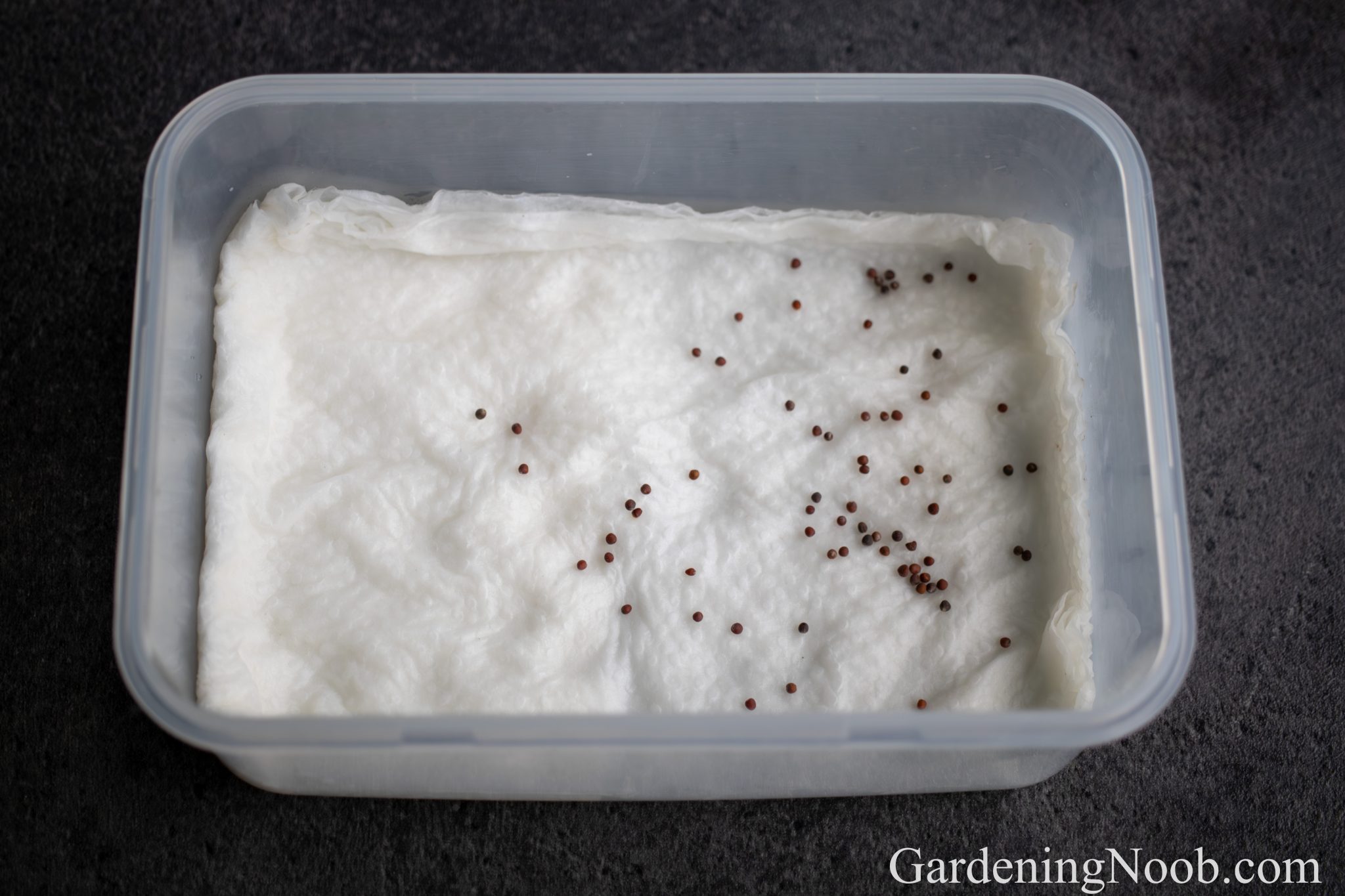 How To Germinate Vegetable Seeds In Wet Paper Towel
