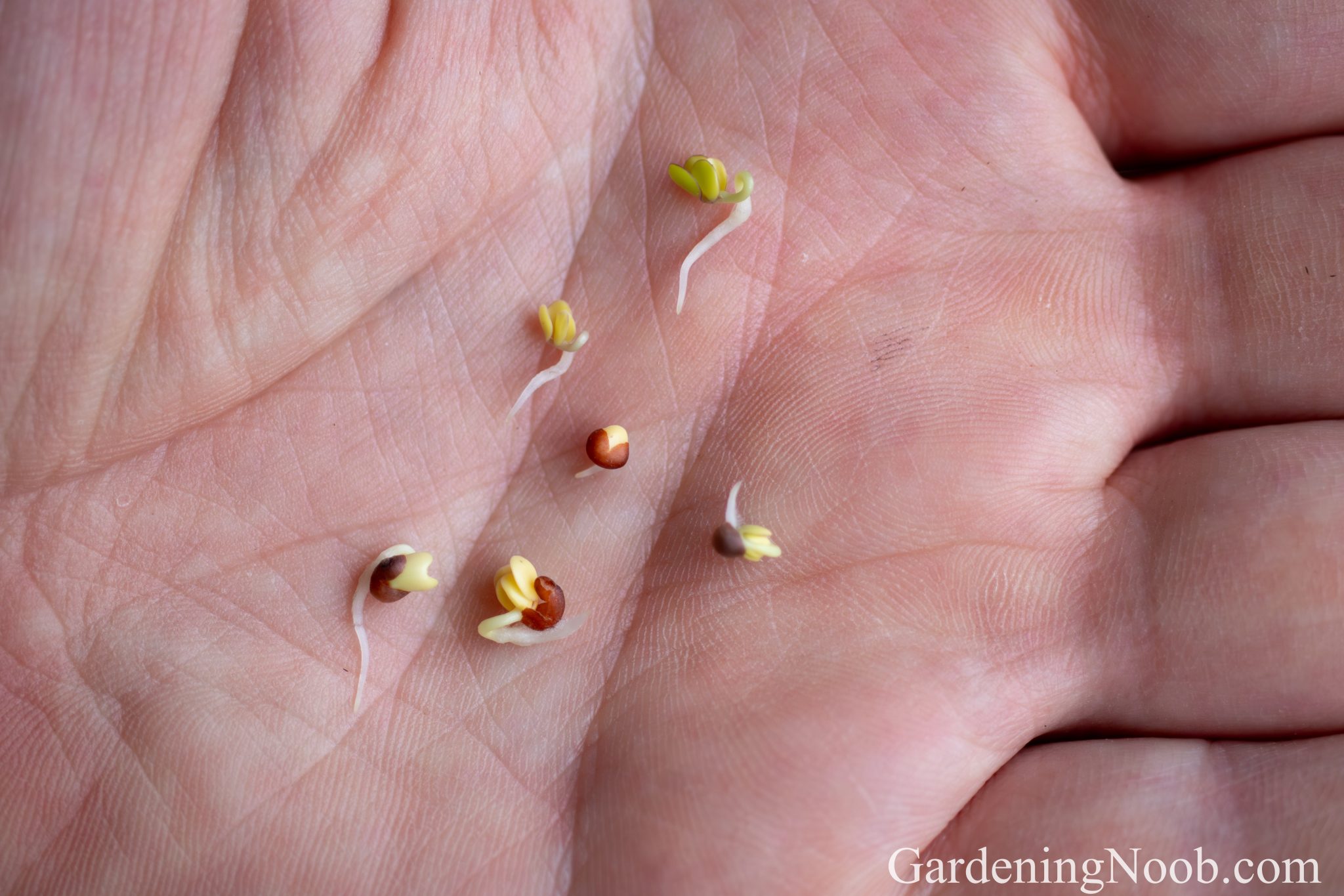 How To Germinate Vegetable Seeds In Wet Paper Towel
