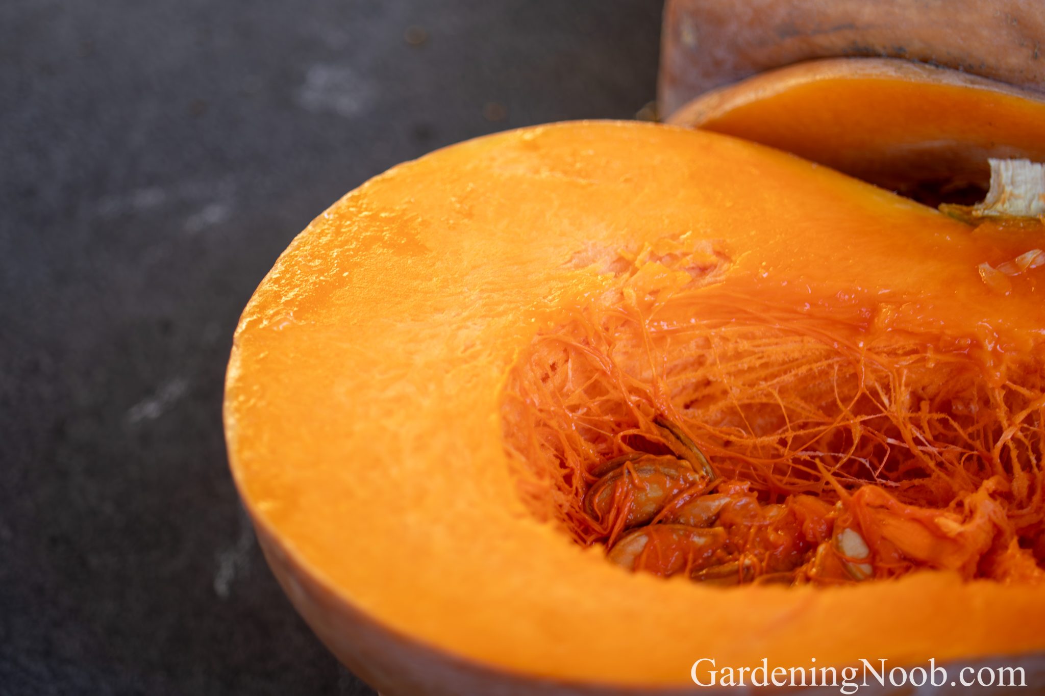 The shelf life of musquee de provence pumpkins