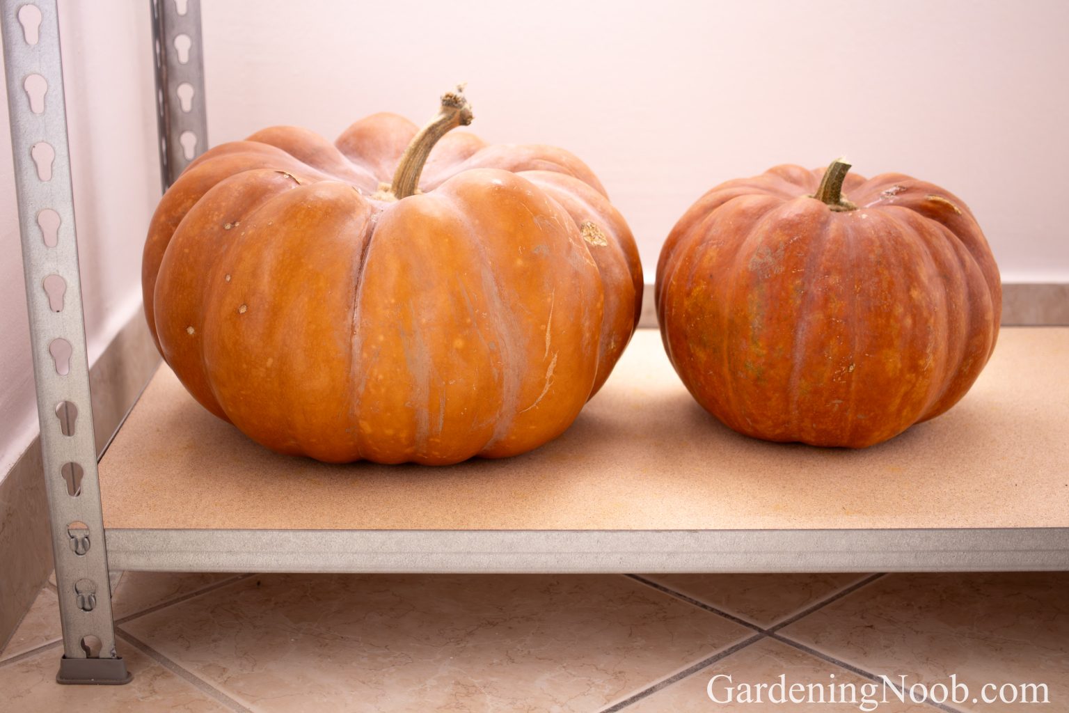 The shelf life of musquee de provence pumpkins