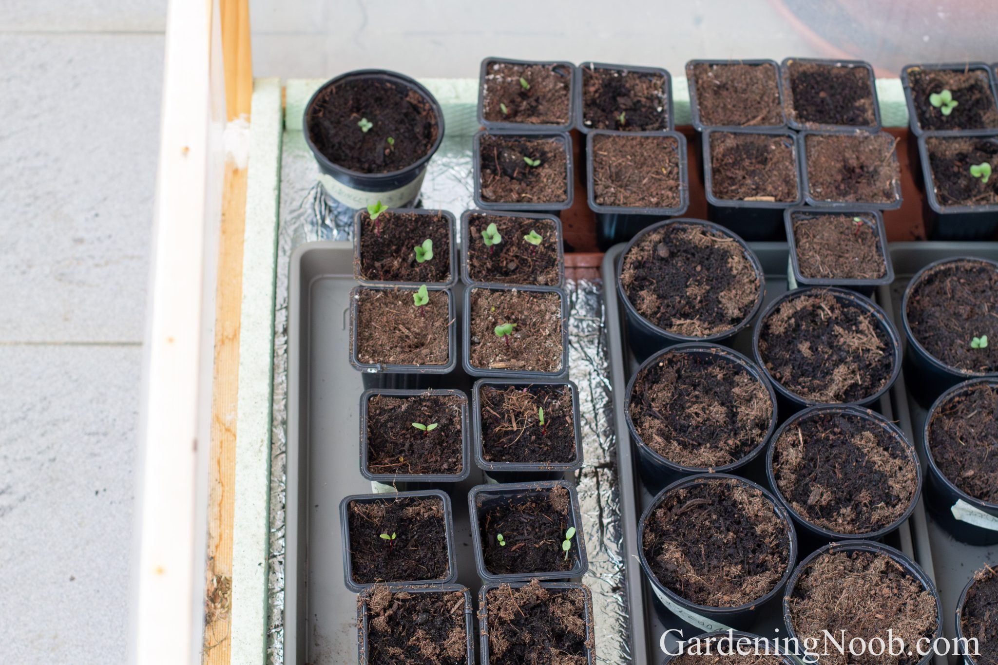 Miniature Greenhouses As Cold Protection For Vegetable Plants