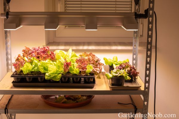 My Indoor Vegetable Seed Starting Setup