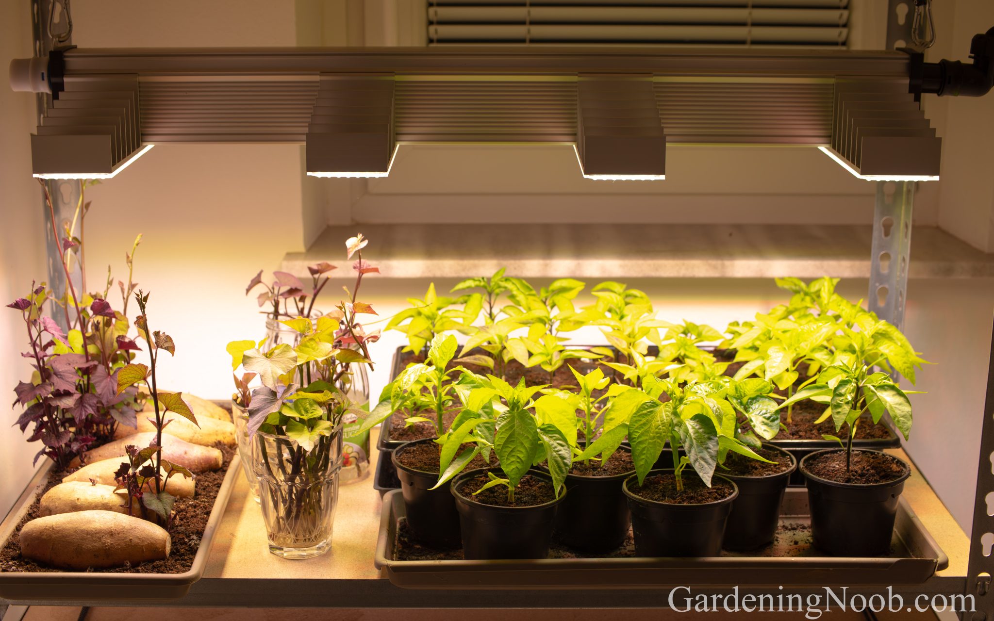 SANlight EVO Grow Lights Review