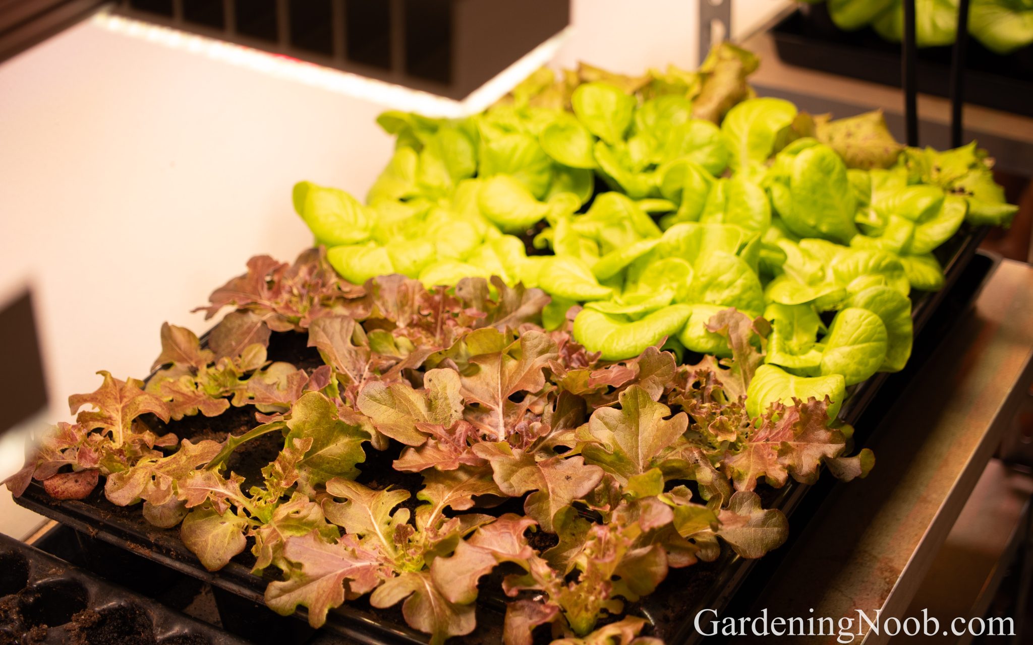 SANlight EVO Grow Lights Review