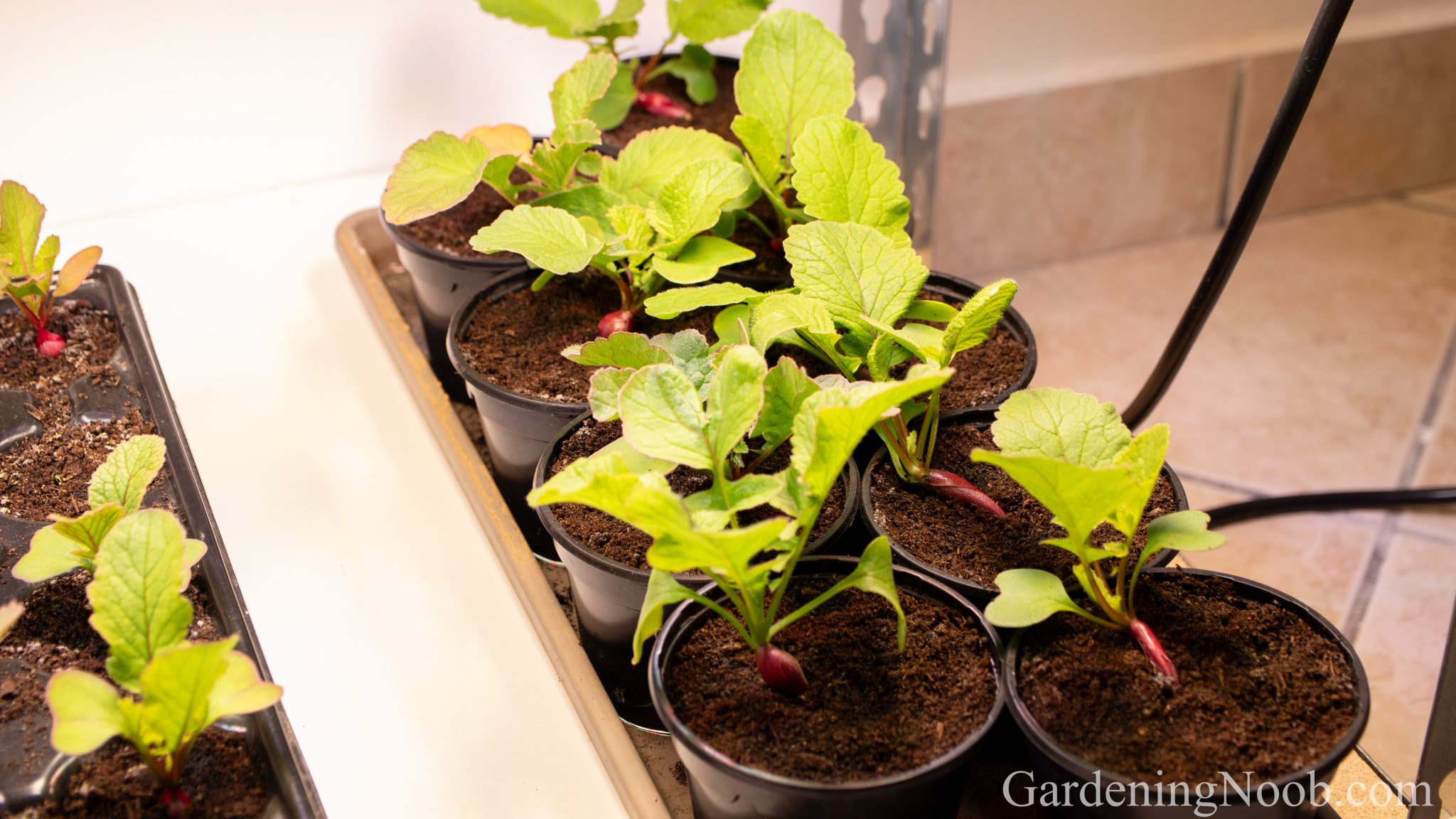 Can you grow radish from seeds indoors?