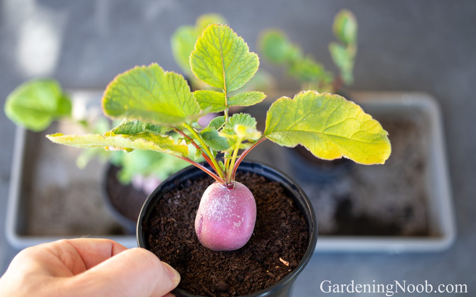 Can you grow radish from seeds indoors?