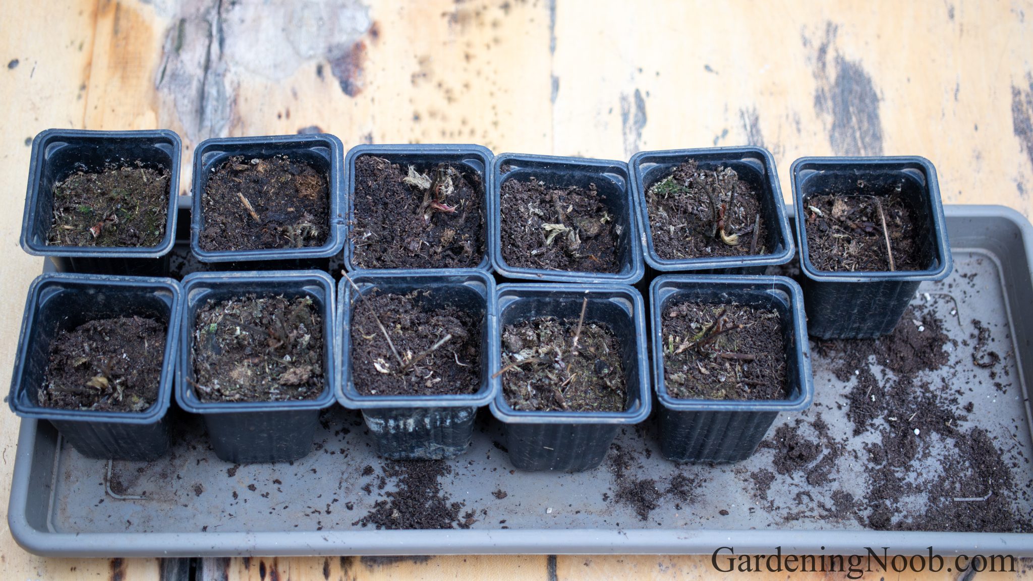 How To Propagate Strawberry Runners Into New Plants