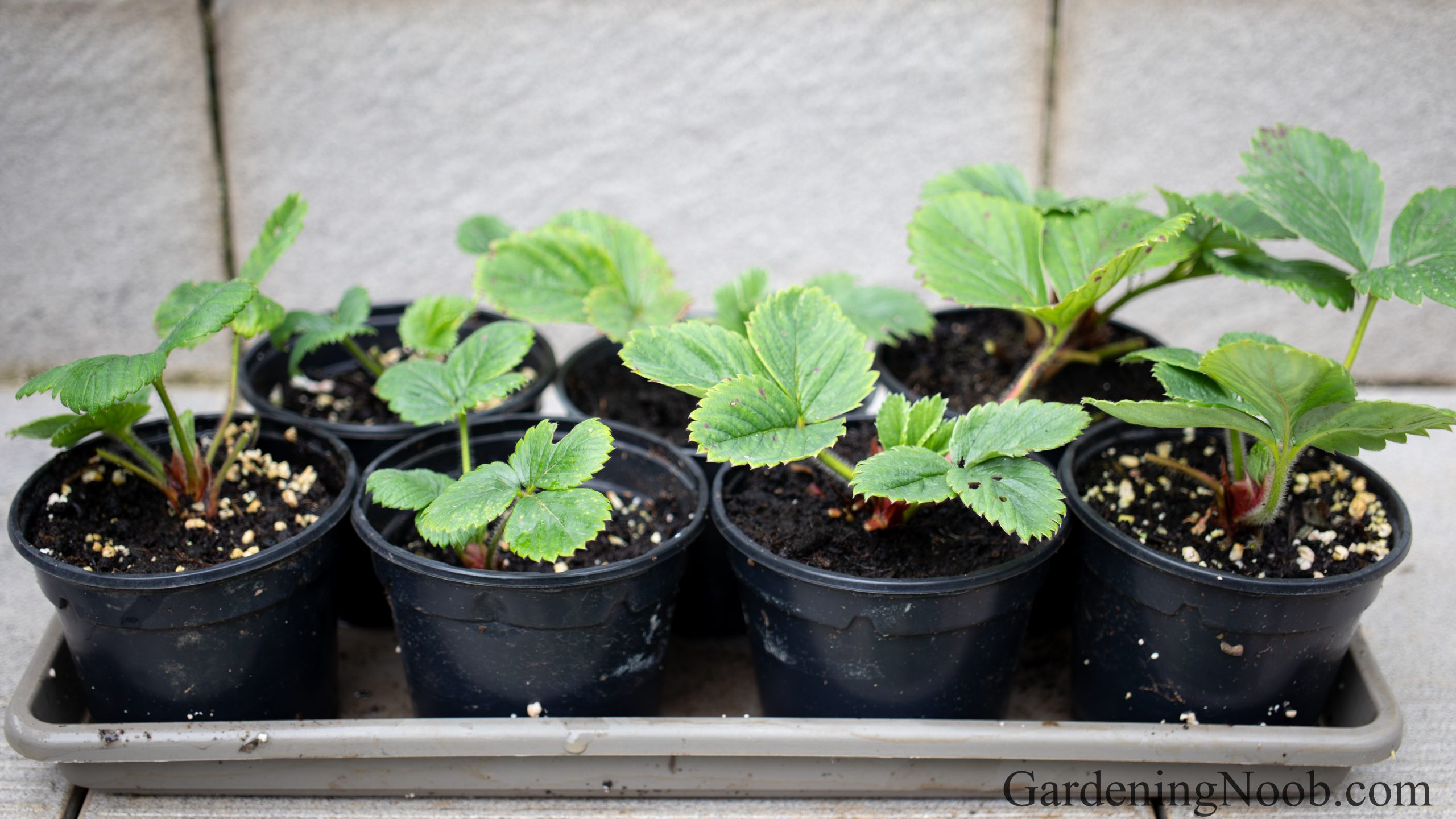 How To Propagate Strawberry Runners Into New Plants