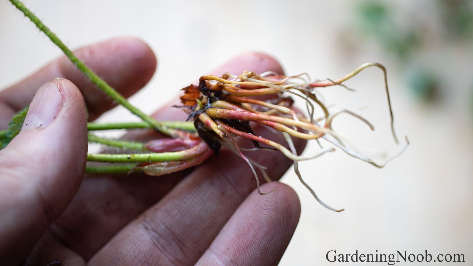 How To Propagate Strawberry Runners Into New Plants