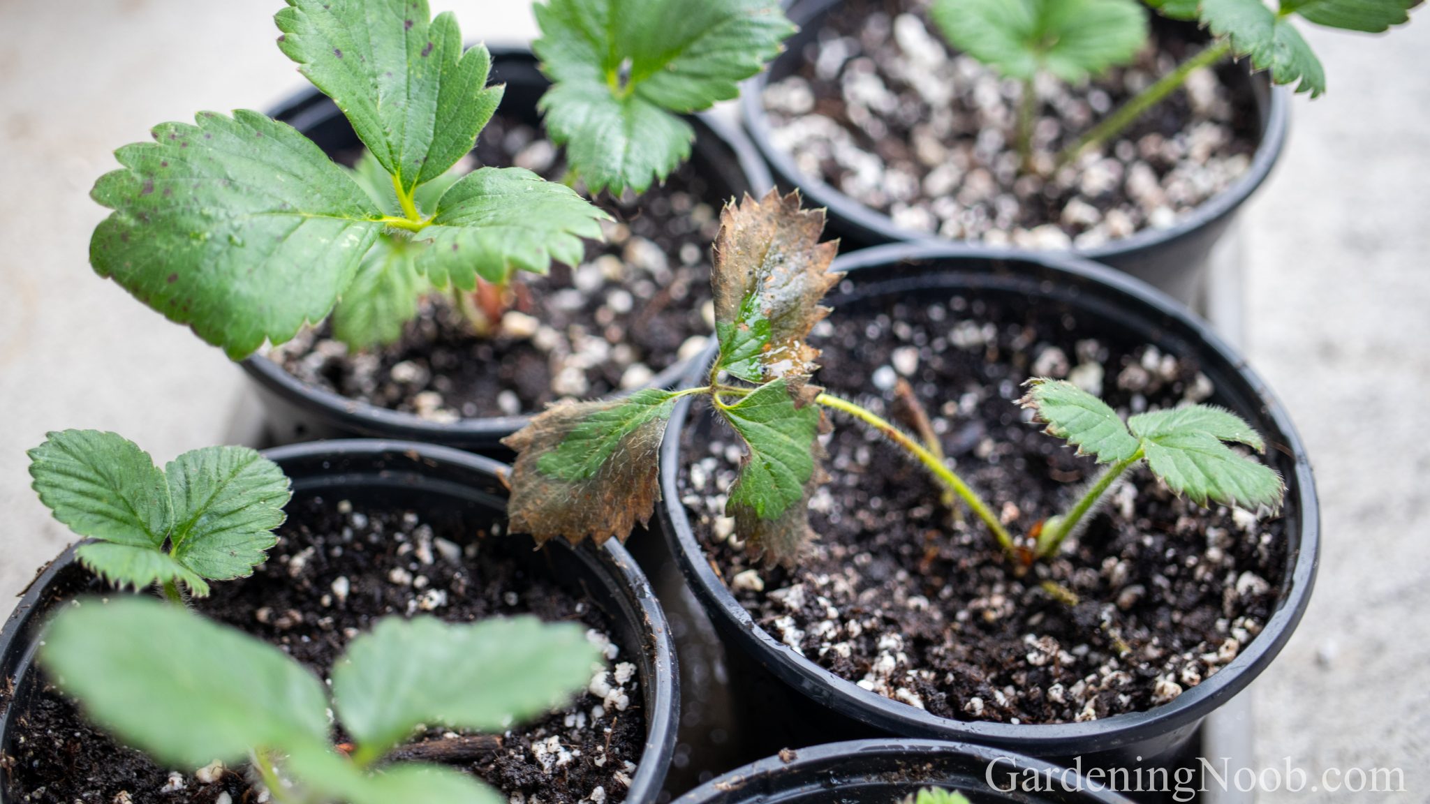 How To Propagate Strawberry Runners Into New Plants