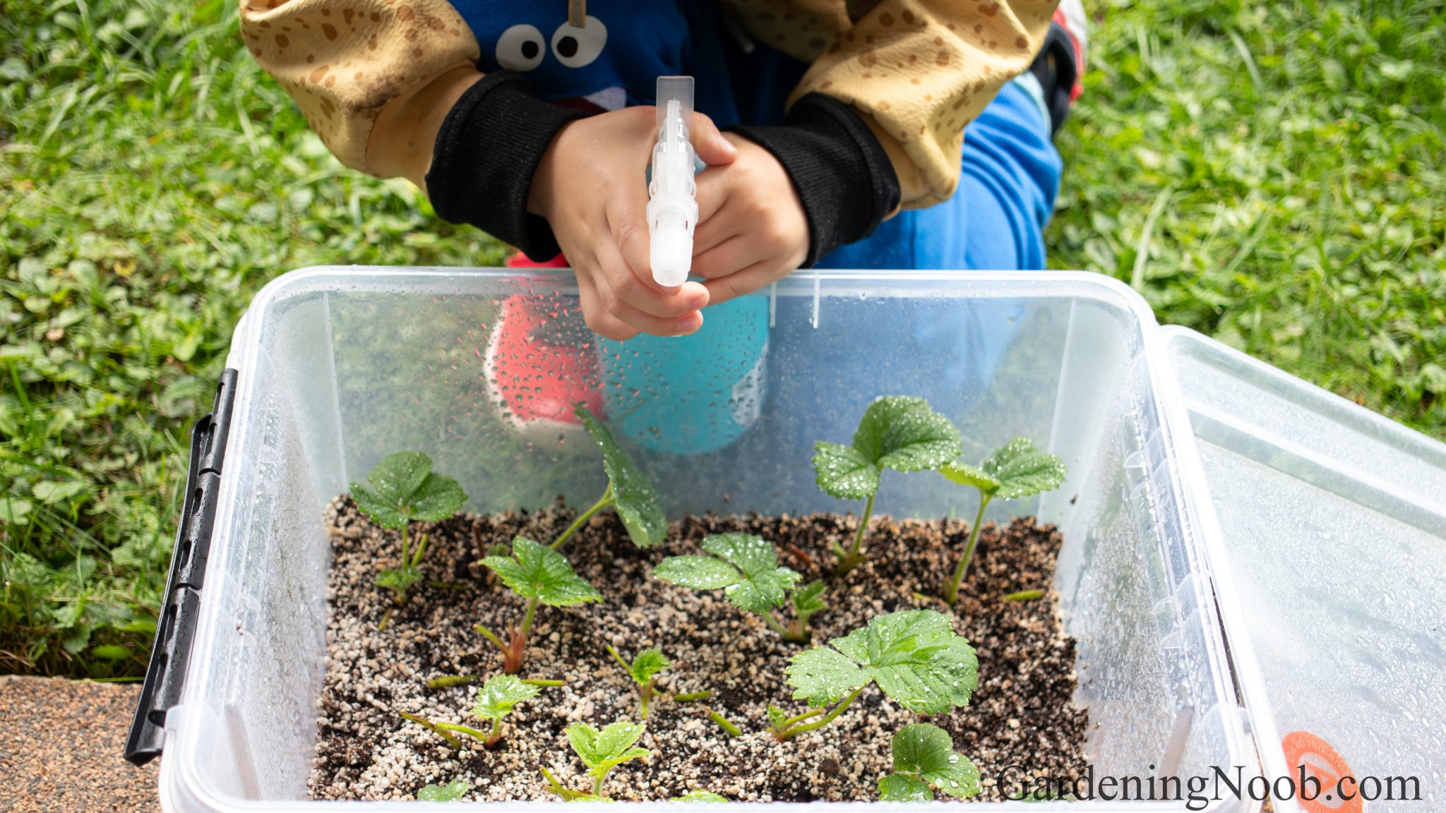 How To Propagate Strawberry Runners Into New Plants