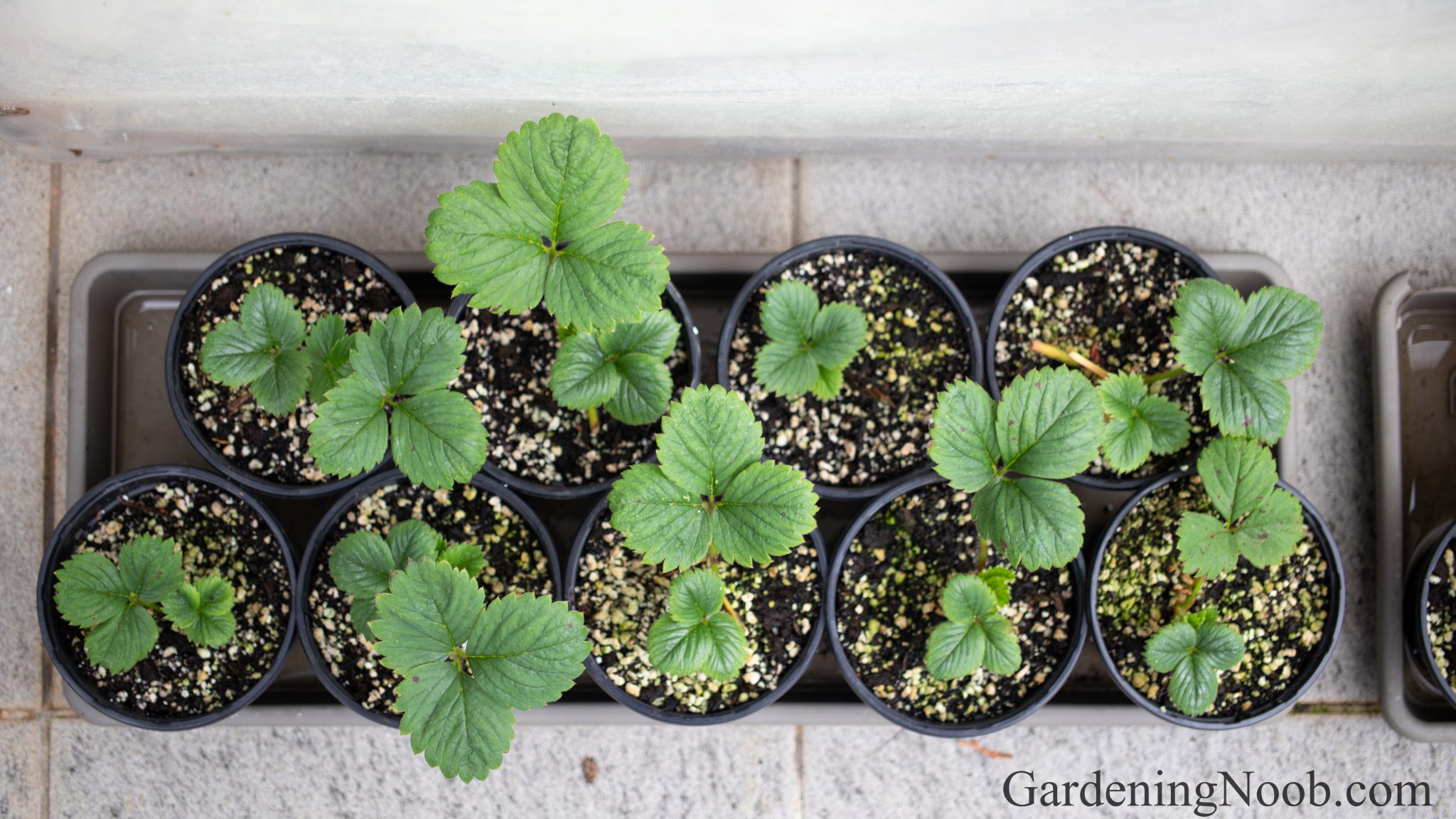 How To Propagate Strawberry Runners Into New Plants