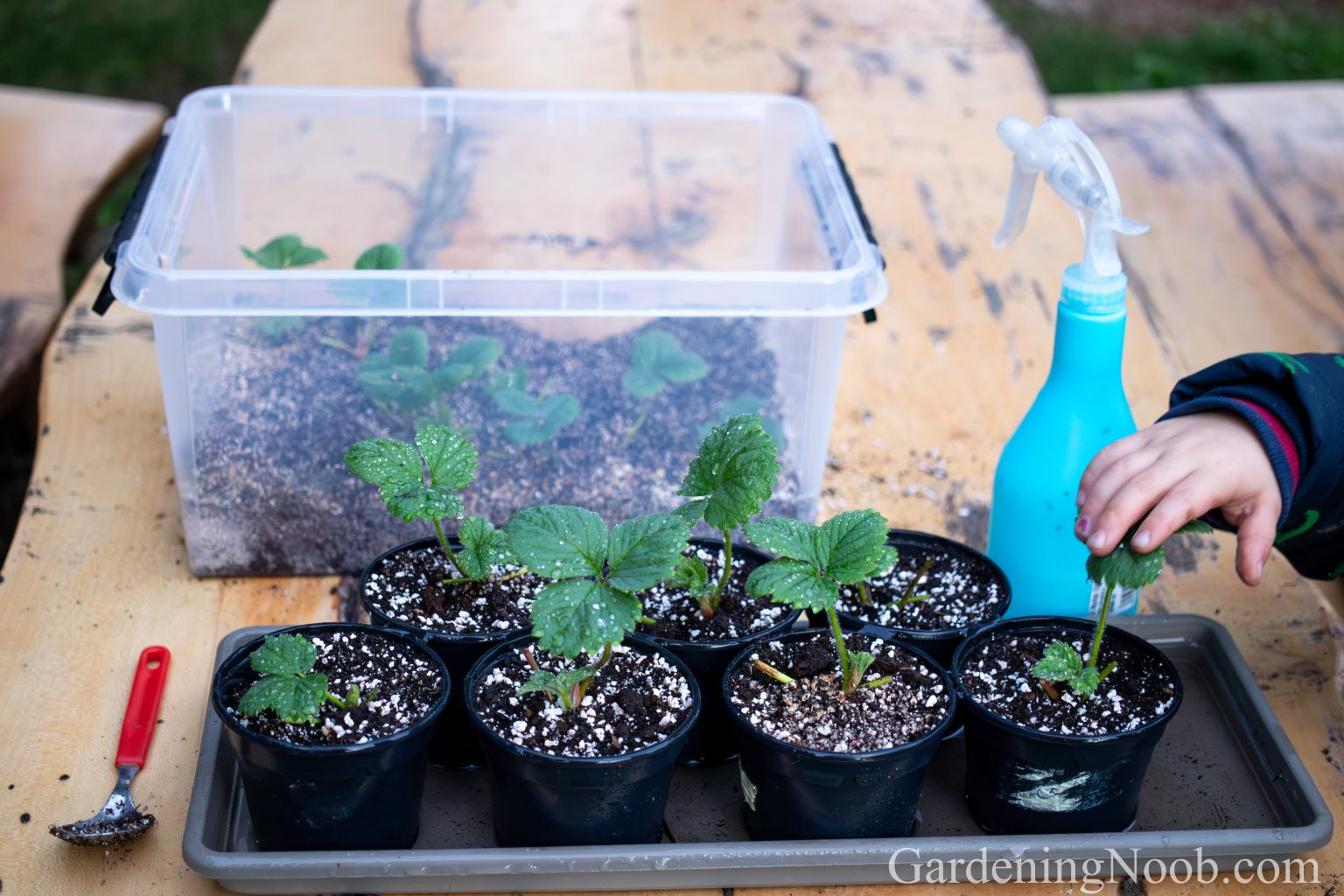 How To Propagate Strawberry Runners Into New Plants