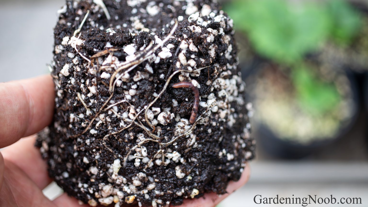 How To Propagate Strawberry Runners Into New Plants