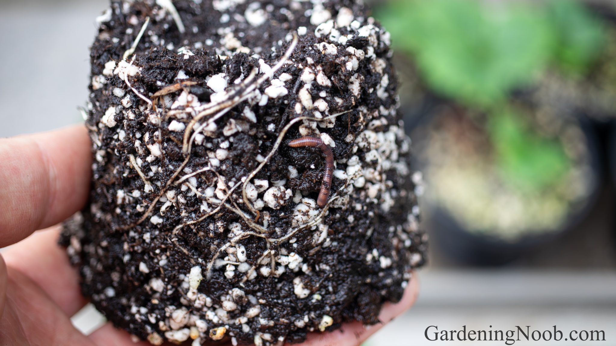 How To Propagate Strawberry Runners Into New Plants