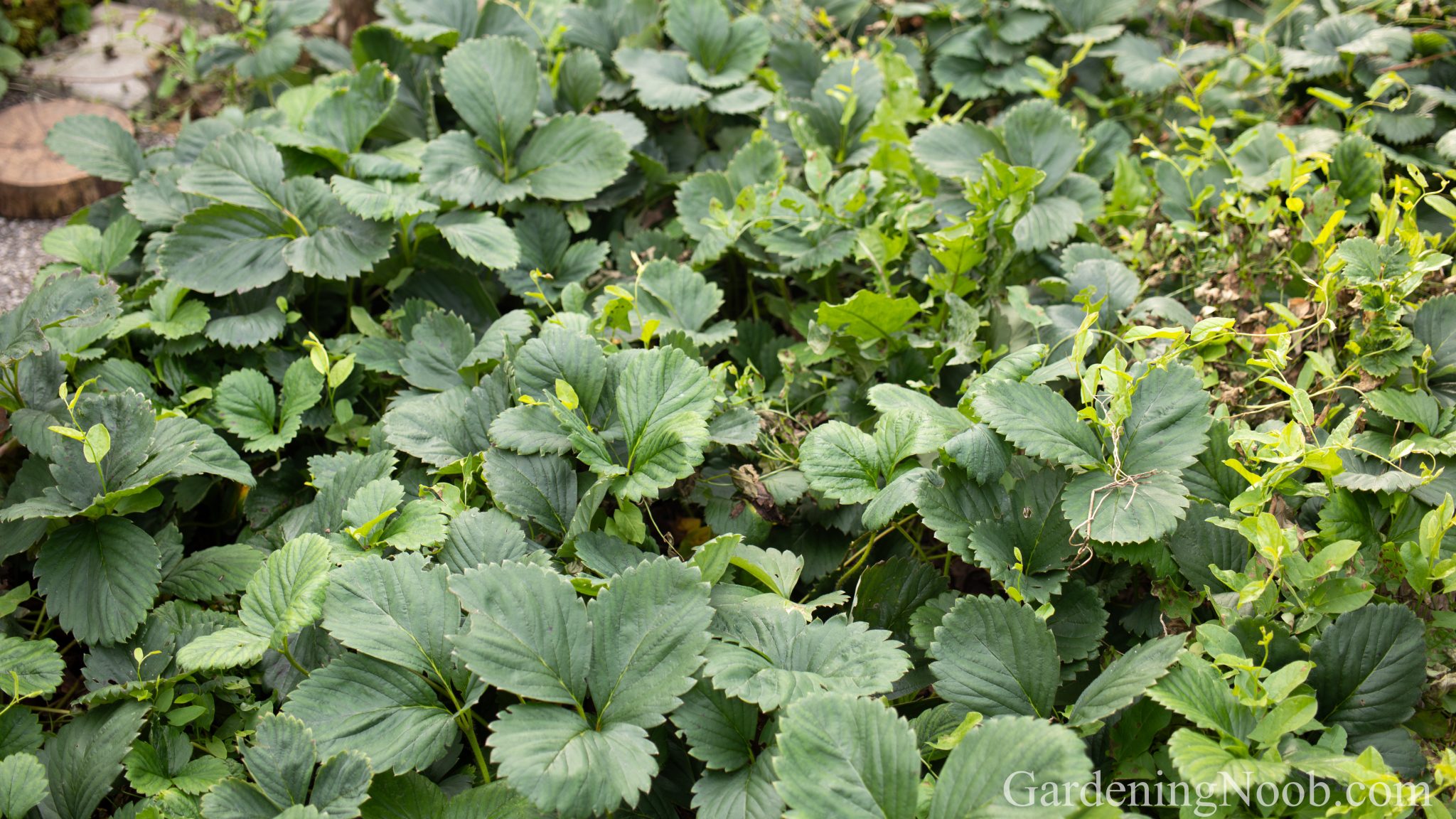How To Propagate Strawberry Runners Into New Plants