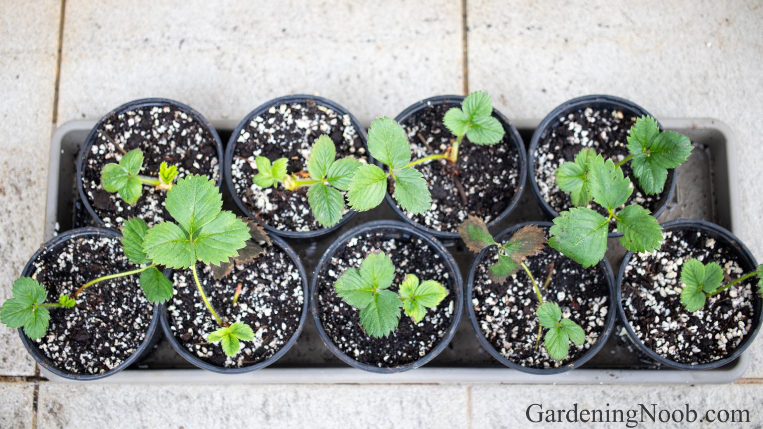 How To Propagate Strawberry Runners Into New Plants
