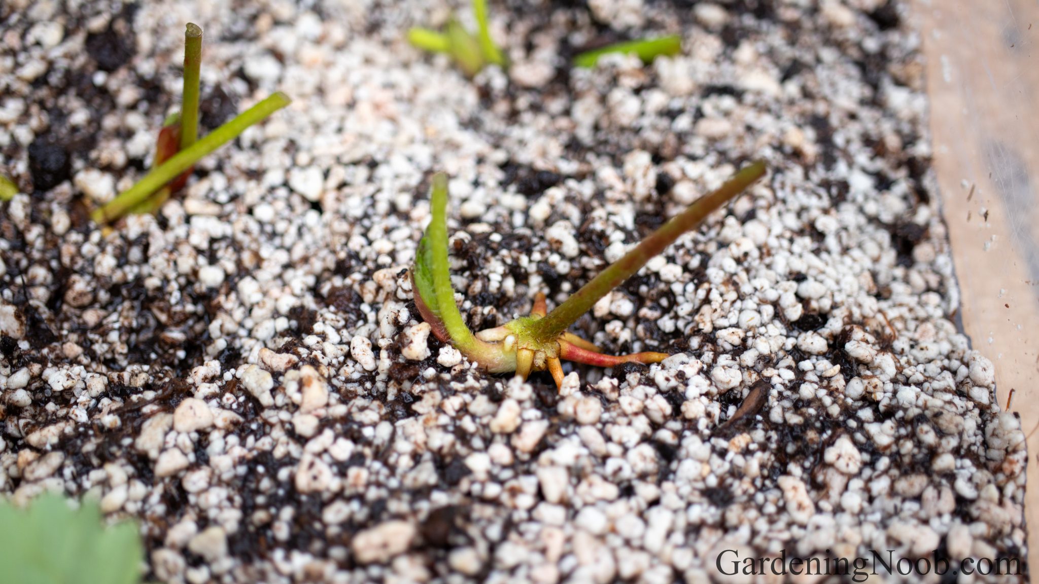 How To Propagate Strawberry Runners Into New Plants