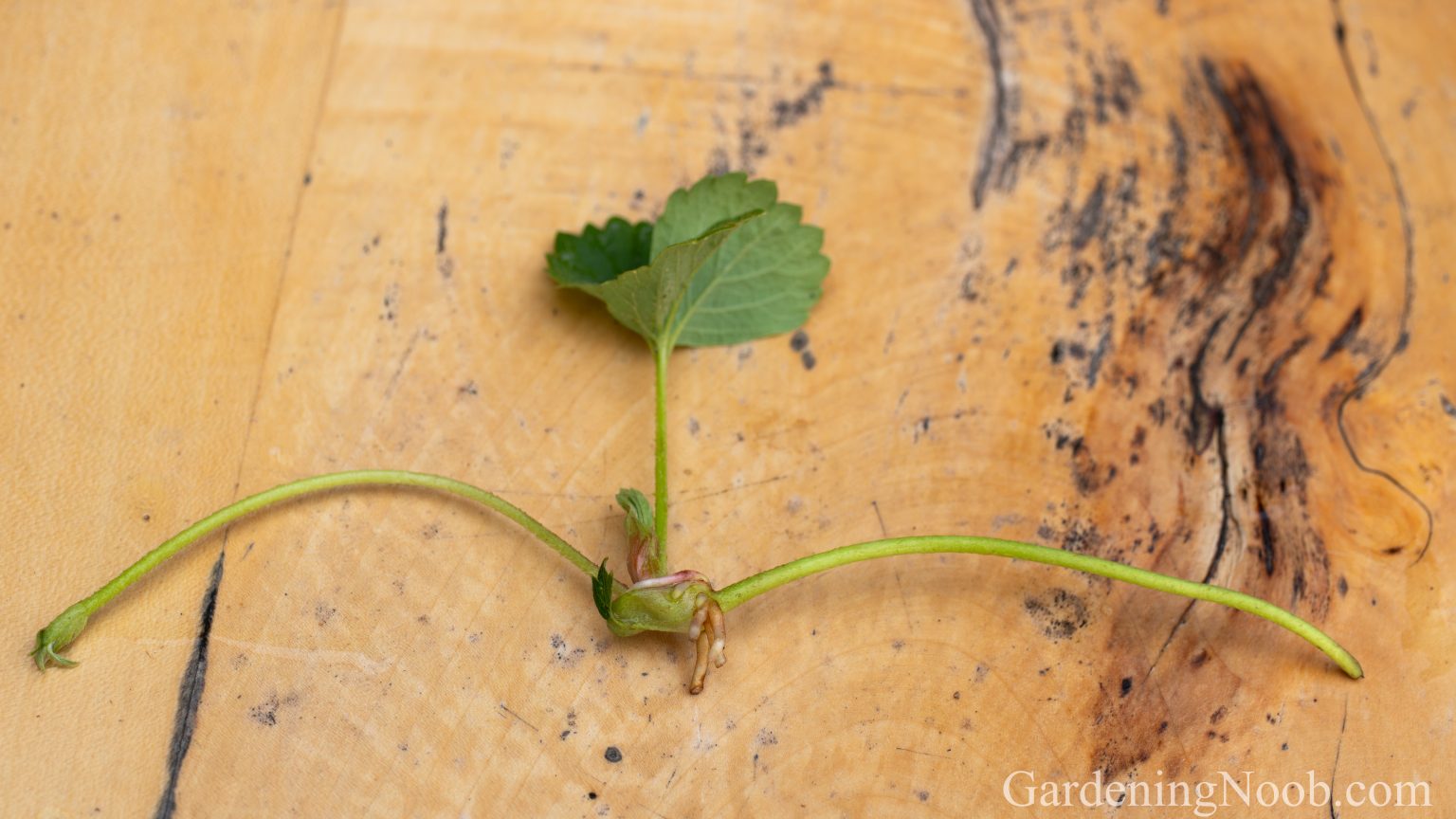How To Propagate Strawberry Runners Into New Plants