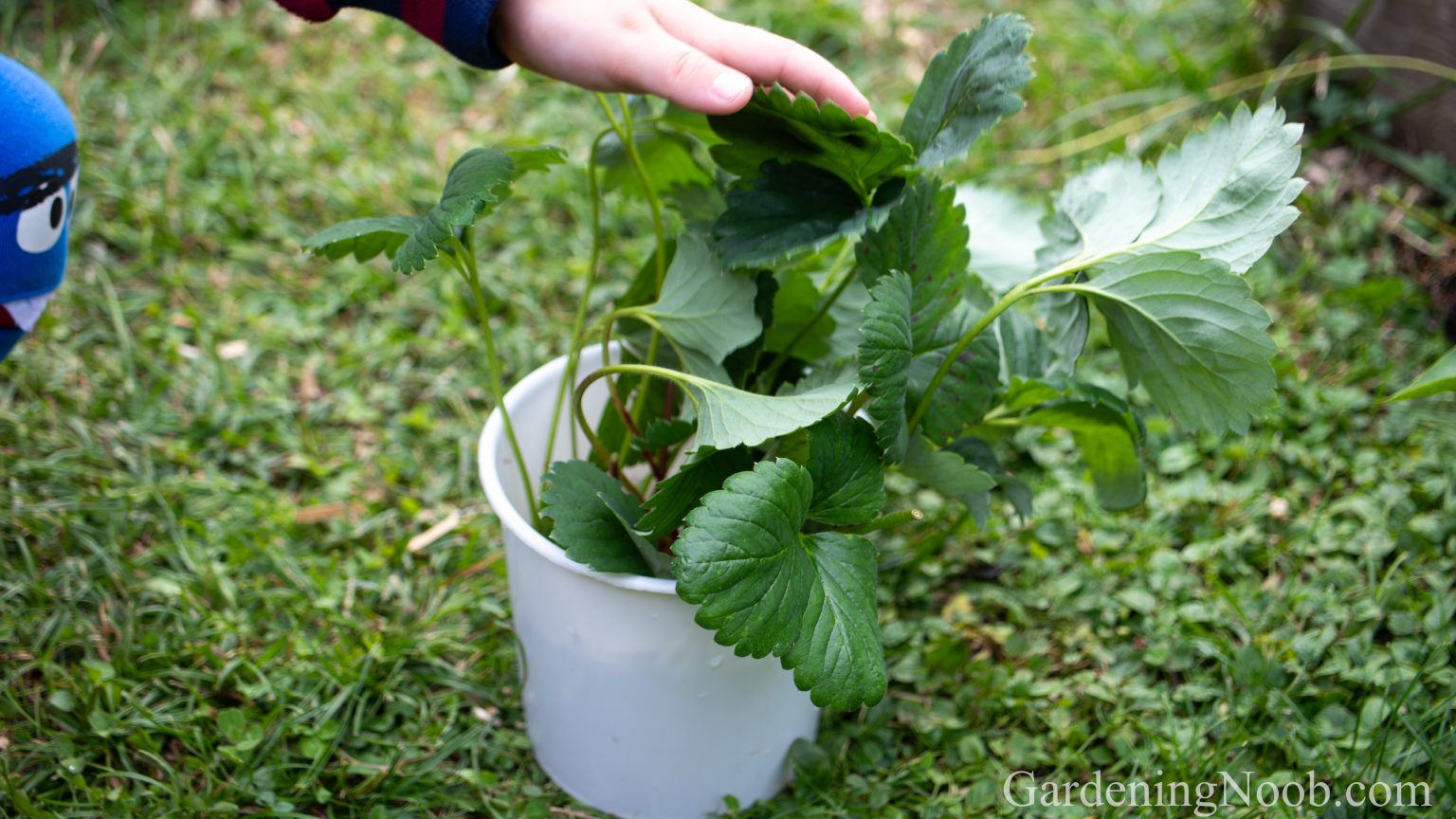 How To Propagate Strawberry Runners Into New Plants