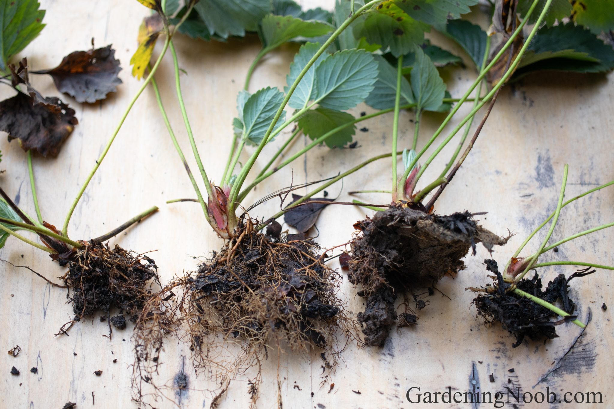 How To Propagate Strawberry Runners Into New Plants