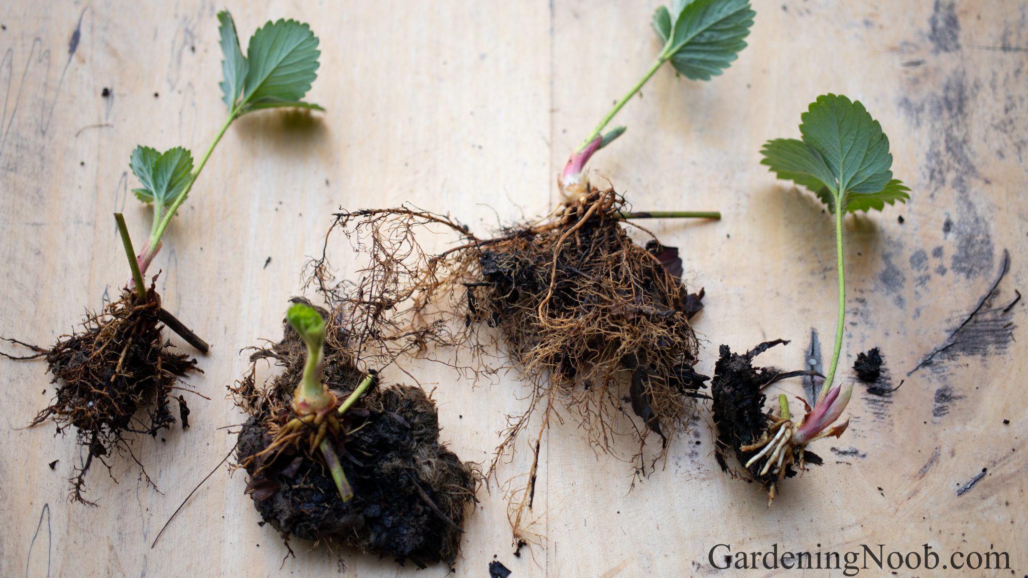 How To Propagate Strawberry Runners Into New Plants