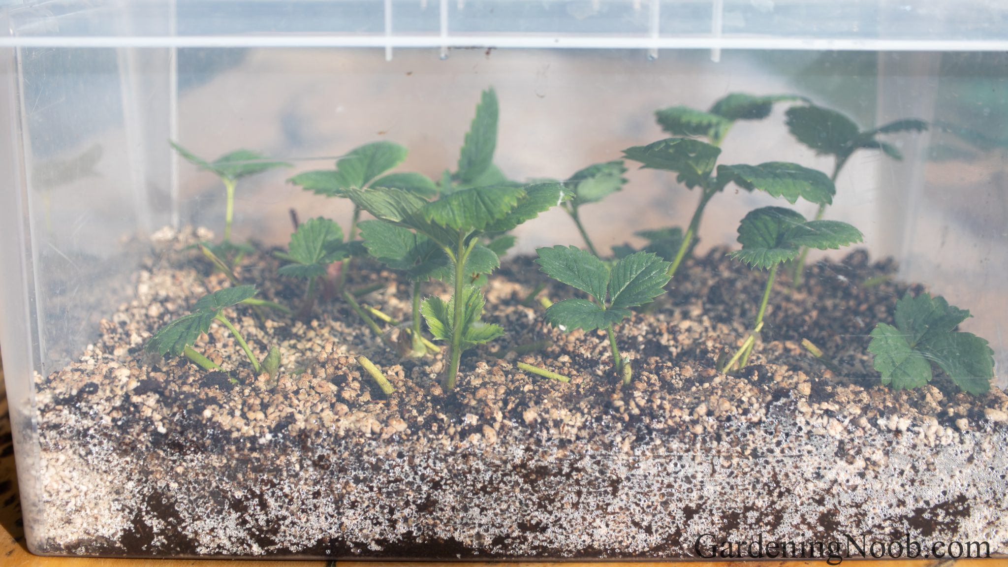 How To Propagate Strawberry Runners Into New Plants