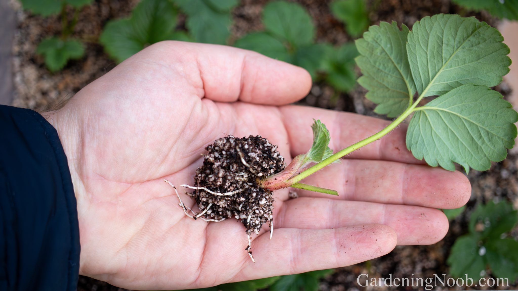 How To Propagate Strawberry Runners Into New Plants