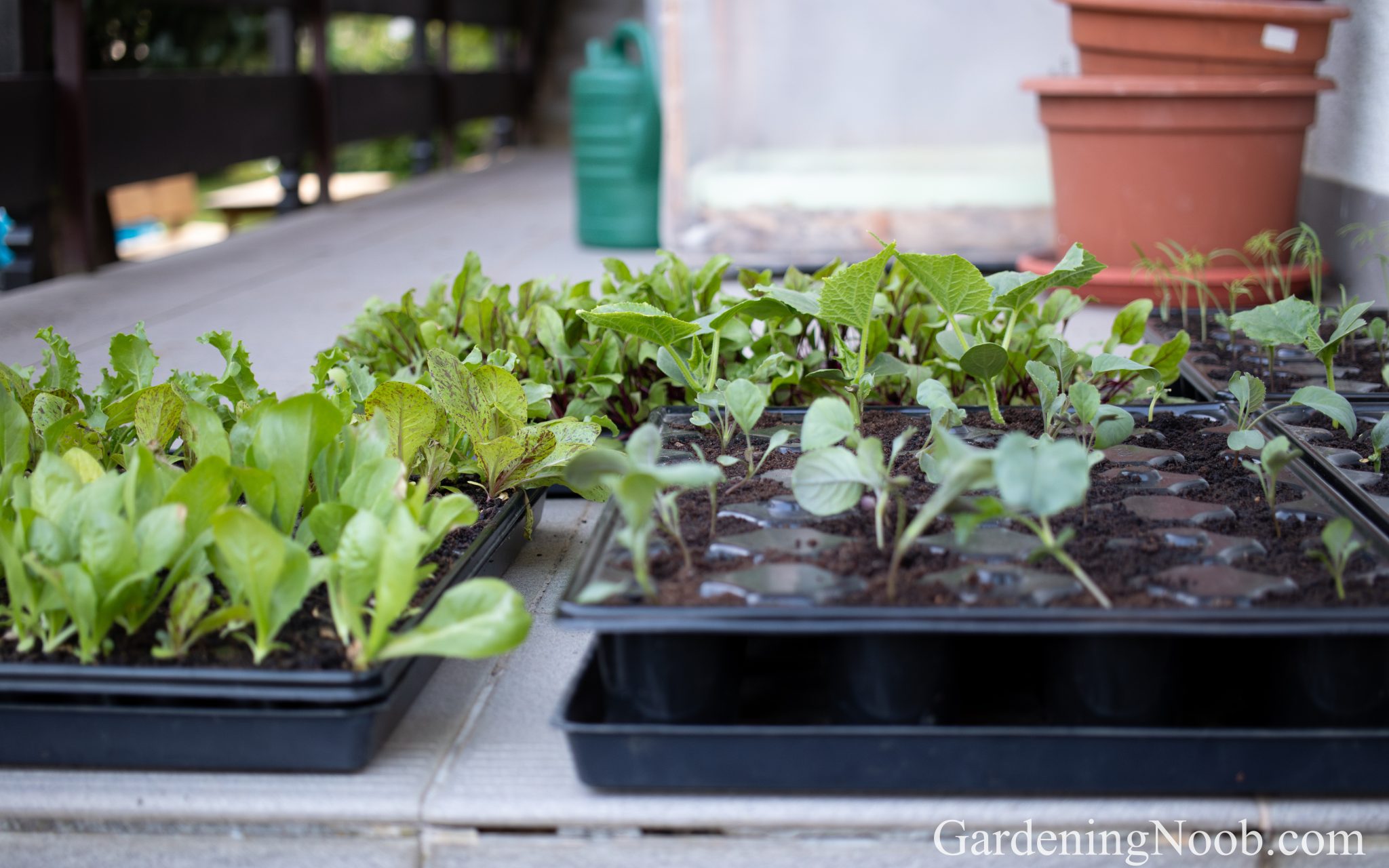 Where To Grow Vegetable Seedlings From Seed Outside