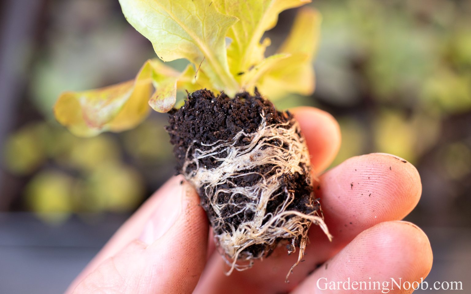 What a Perfect Homegrown Lettuce Seedling Looks Like
