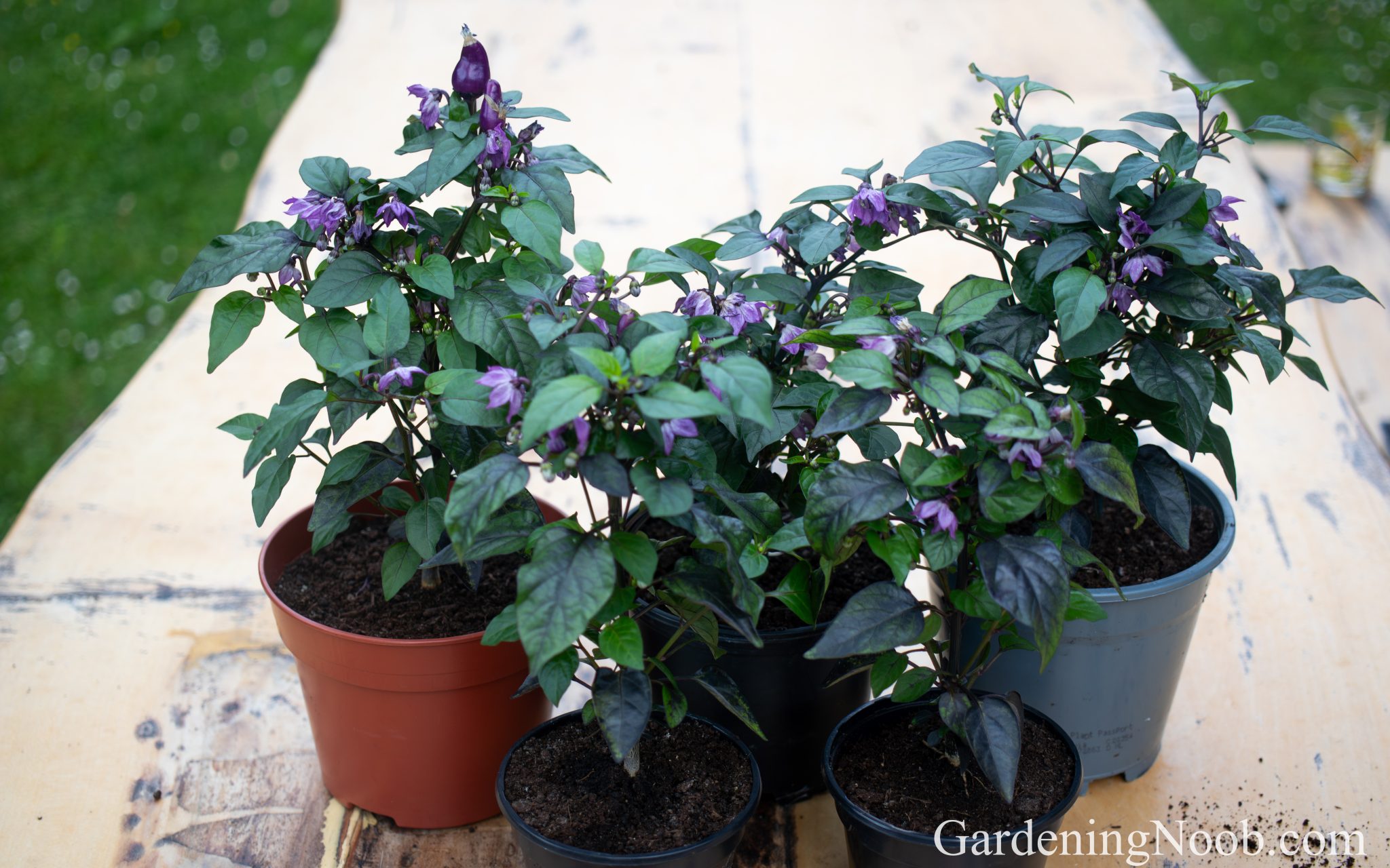 What To Do When Chili Seedlings Start Flowering Too Early