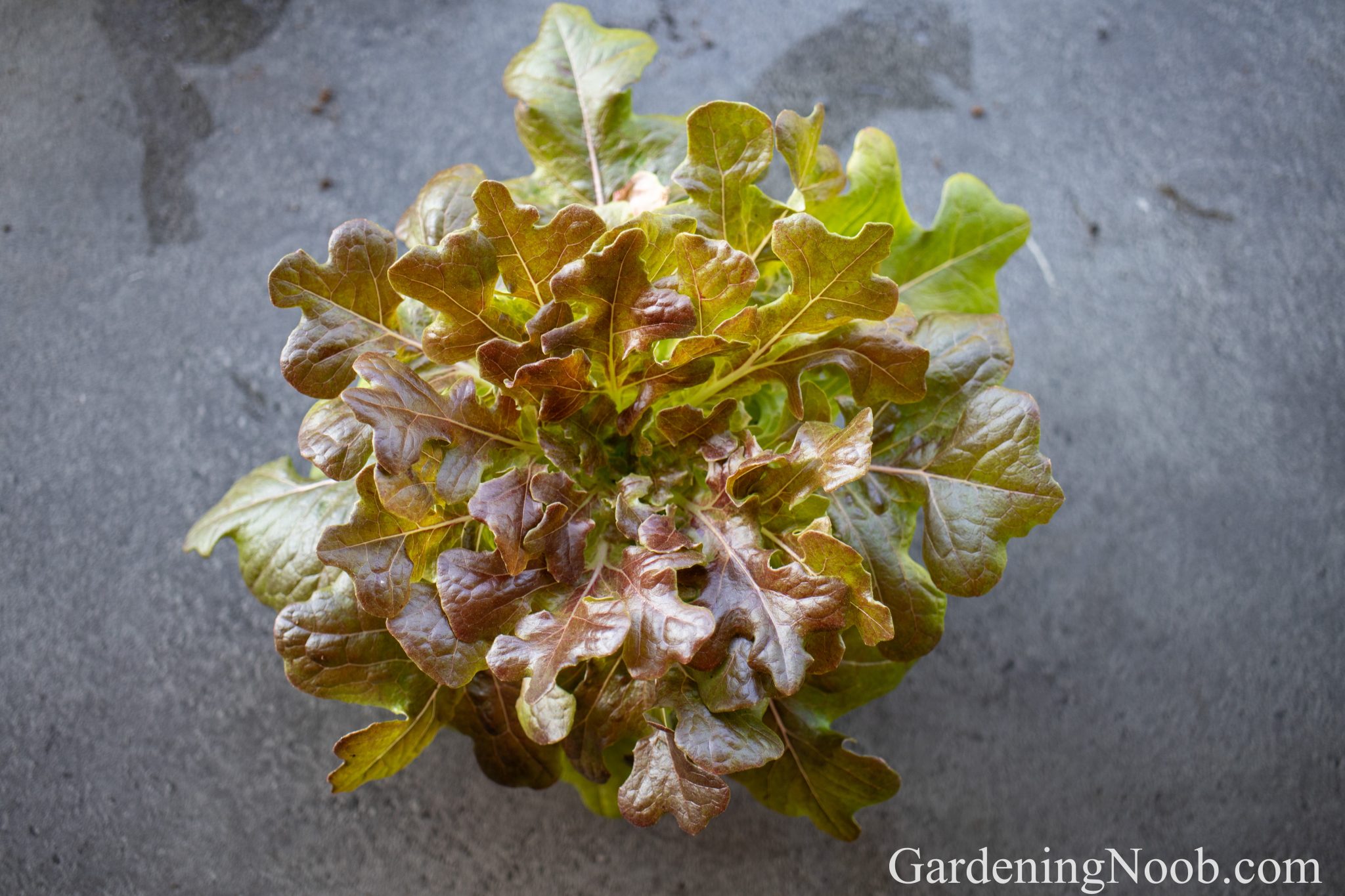 How I Save Severely Wilted Vegetable Seedlings Fast