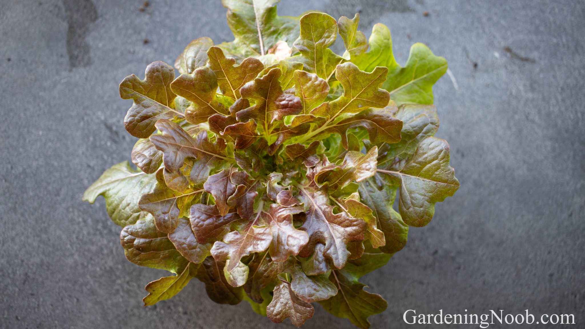 How Long Do Lettuce Seedlings Take To Grow?